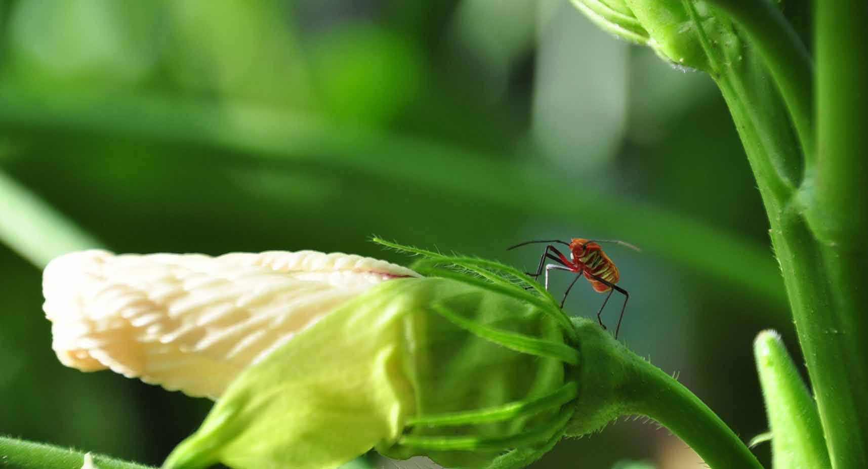 High quality farming guides for smallholder farmers