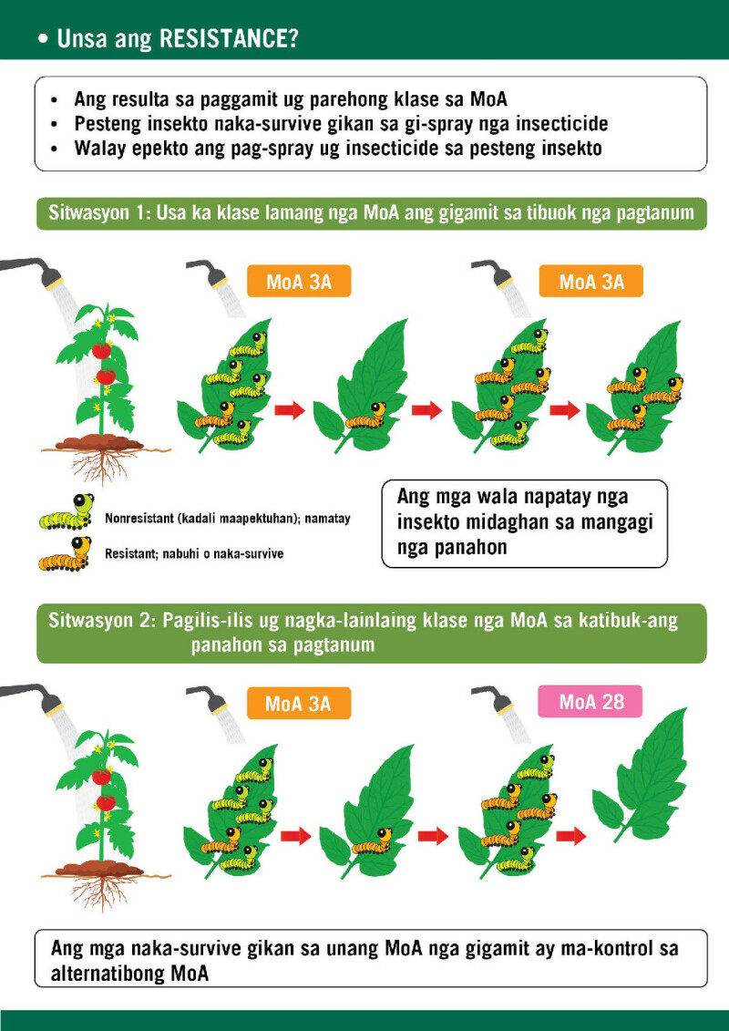 Pagdumala sa resistensya sa mga insekto